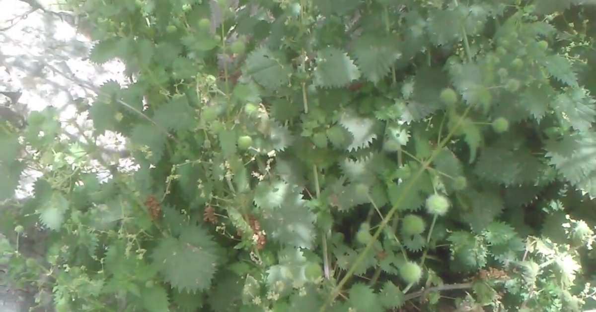 Menengic çitlembik citlik sakizlak ağacı Konca ban otu gavur haşhaşı ...