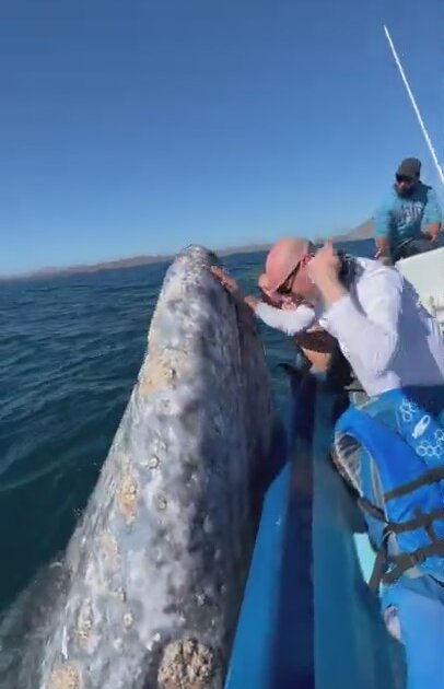 İlgi Meraklısı Dev Gri Balina | İzlesene.com