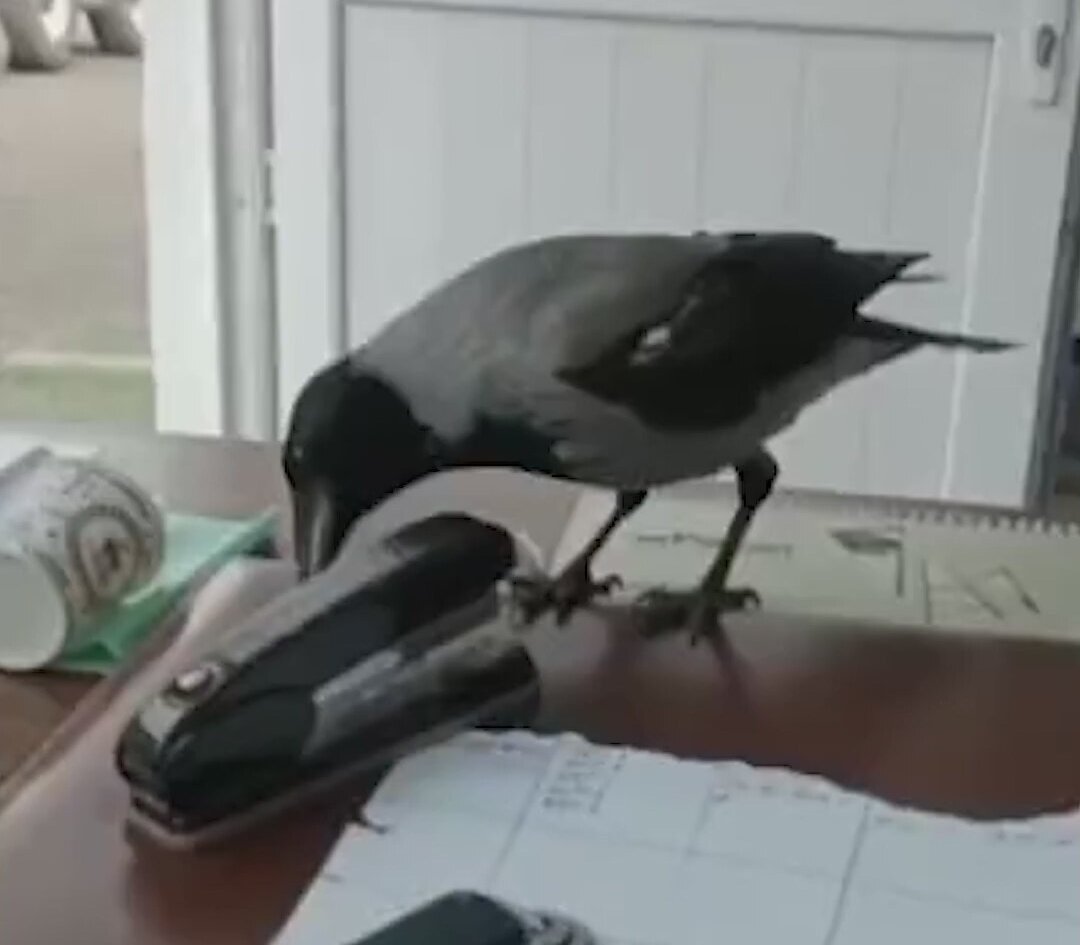 Hırsız Karga Anahtar Çaldı | İzlesene.com