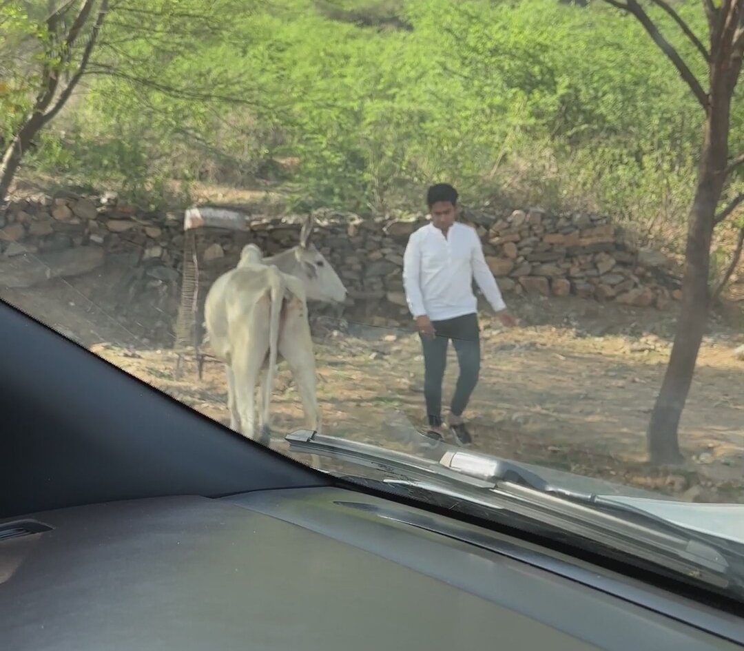 İneği Dikenli Daldan Kurtaran Adam | İzlesene.com