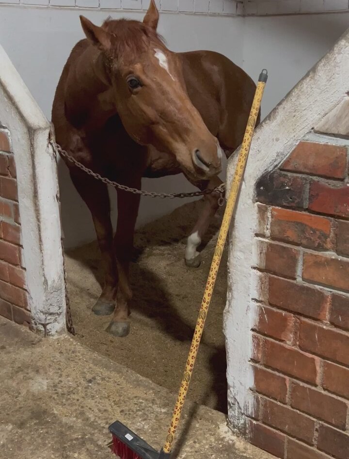 Temizliğe Yardım Eden At | İzlesene.com