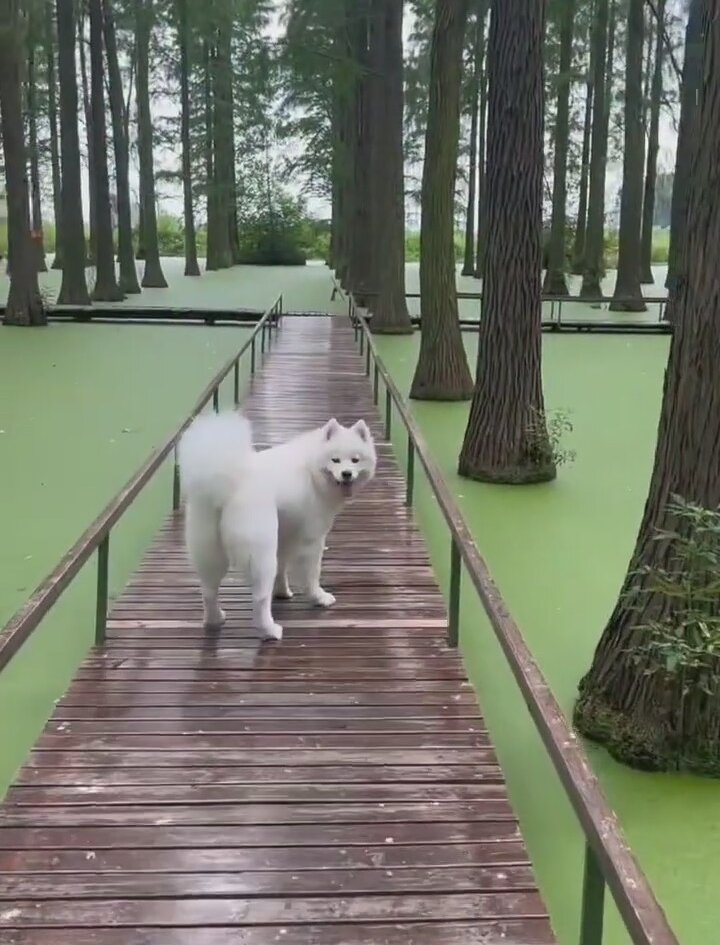 Yeşil Suyu Çimen Sanan Köpek | İzlesene.com Yeşil Suyu Çimen Sanan Köpek | İzlesene.com