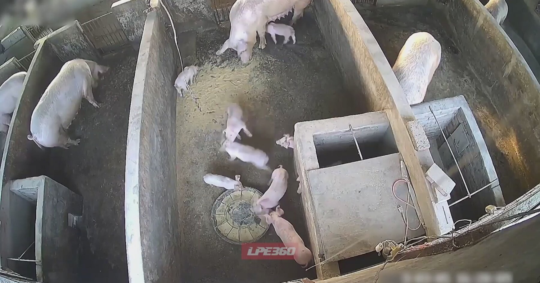 Kavgacı Yavru Domuzu Şutlayan Domuz | İzlesene.com