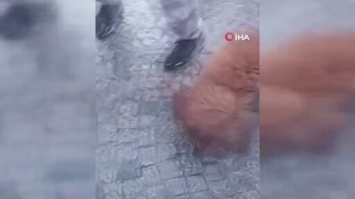 Çöken Binanın Enkazından 12 Saat Sonra Bir Köpek Canlı Olarak ... Çöken Binanın Enkazından 12 Saat Sonra Bir Köpek Canlı Olarak ...