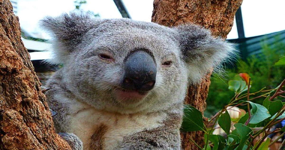 Koala'ların En Sevimli Halleri | İzlesene.com