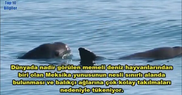 Nesli Tükenmekte Olan Hayvanlar Listesi