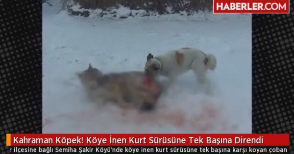 Bu Köpek Tek Başına Kurt Sürüsünü Alt Etti | İzlesene.com Bu Köpek Tek Başına Kurt Sürüsünü Alt Etti | İzlesene.com